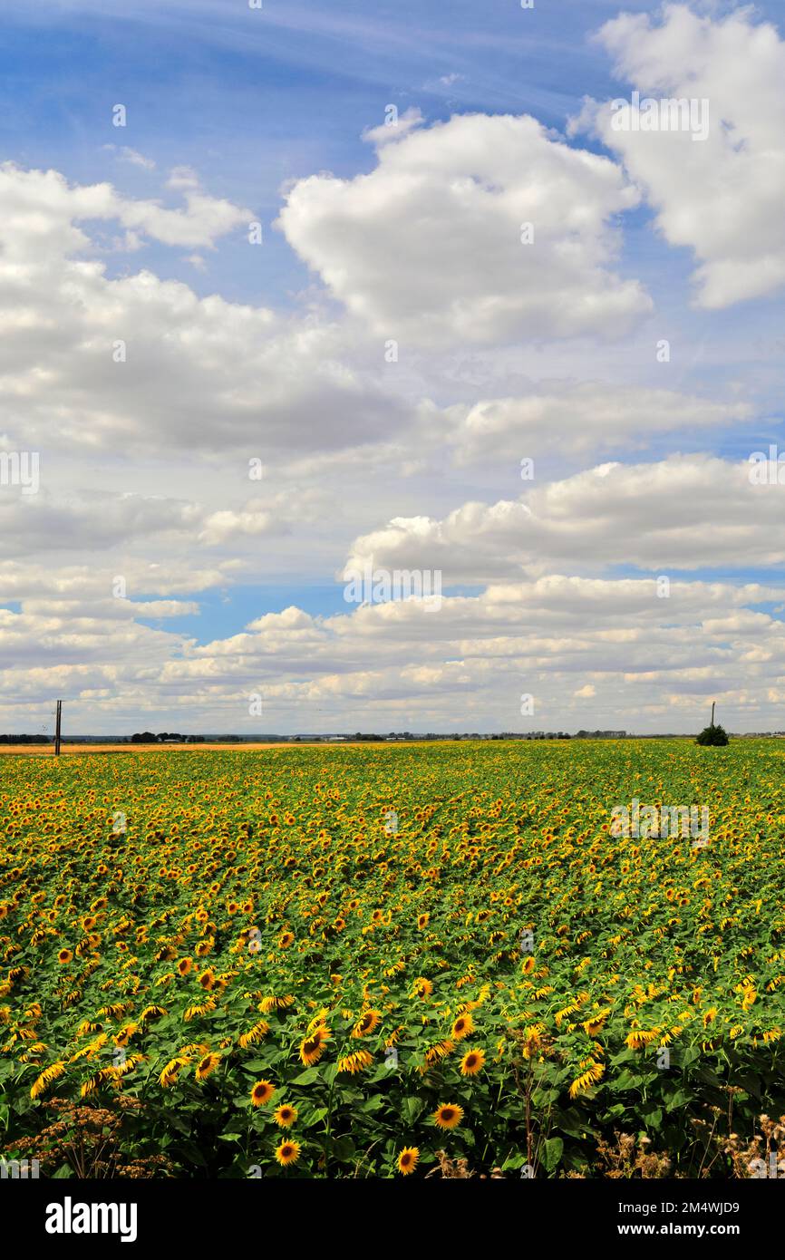 Field of sunflowers near March town; Cambridgeshire; England; UK Stock ...