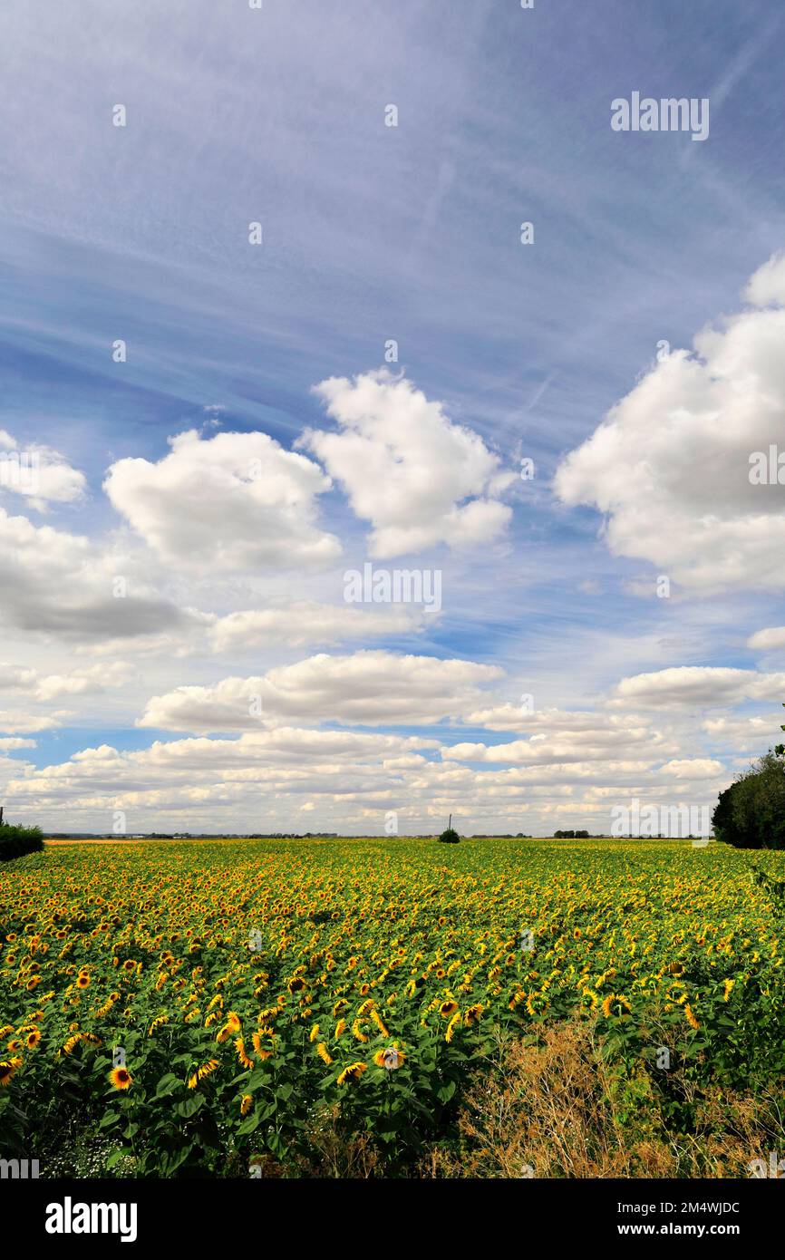 Field of sunflowers near March town; Cambridgeshire; England; UK Stock ...