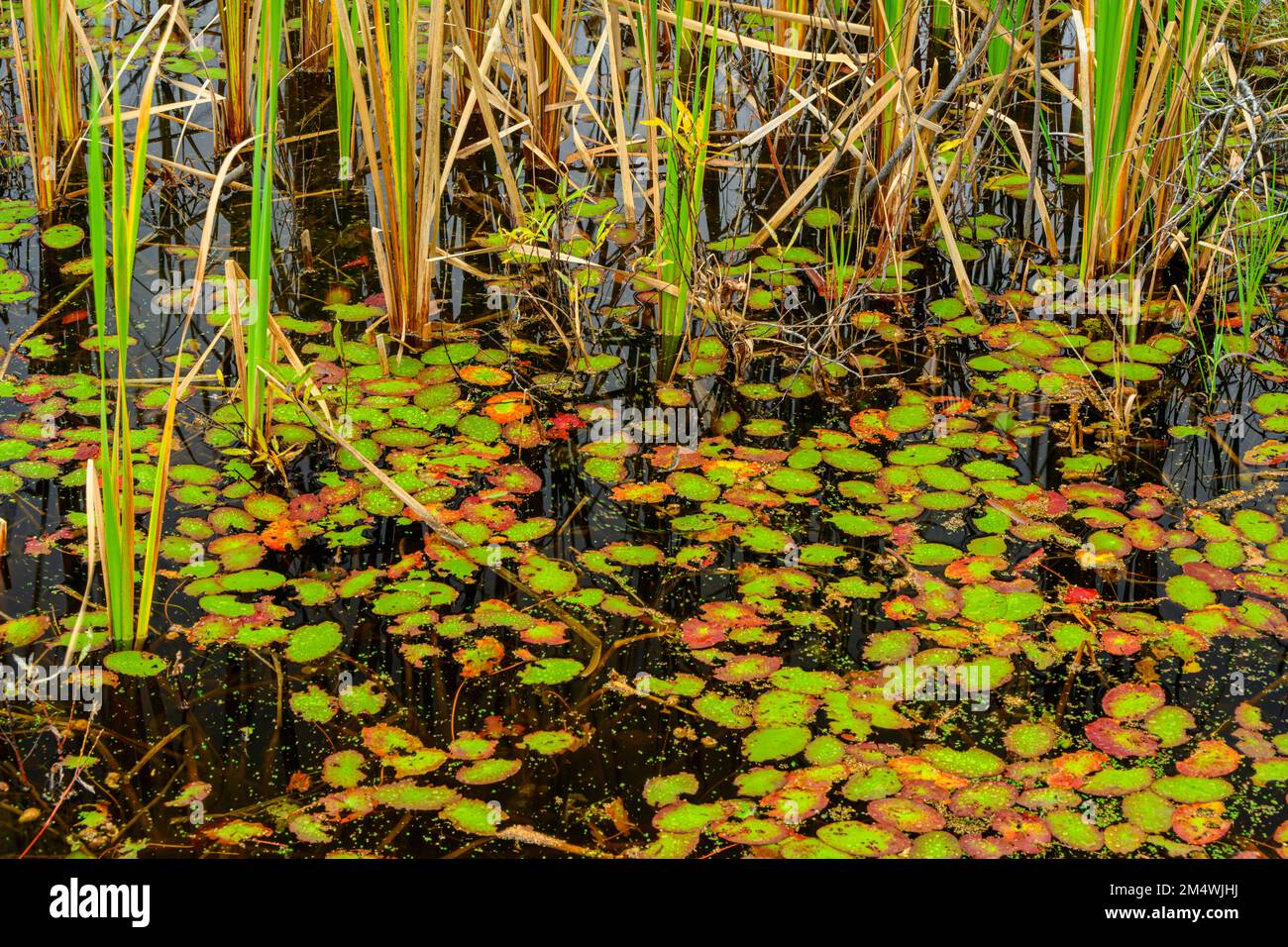 Fall foliage in canadian shield hi-res stock photography and images - Alamy