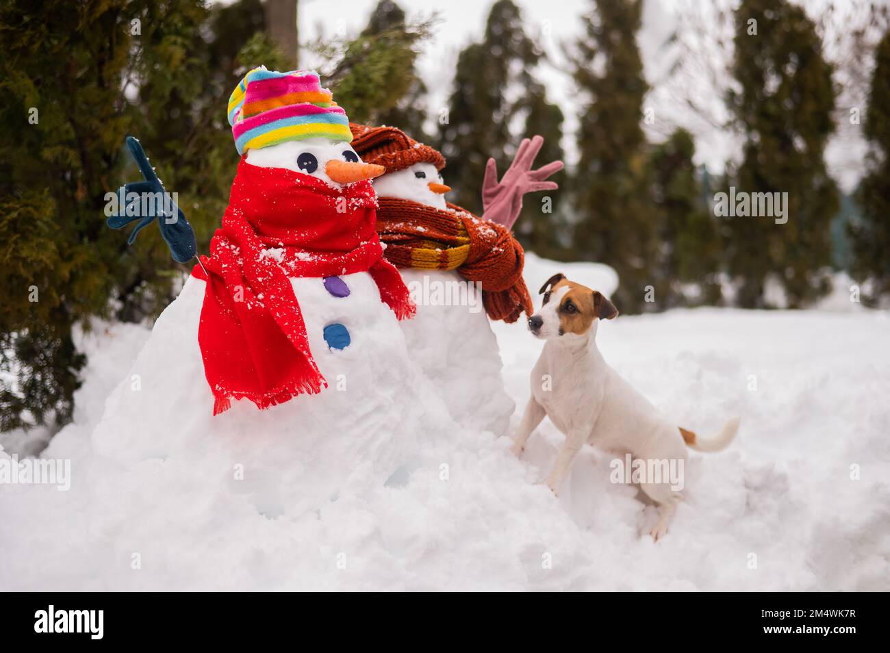 A dog on a walk in winter next to two snowmen. Jack Russell Terrier is ...