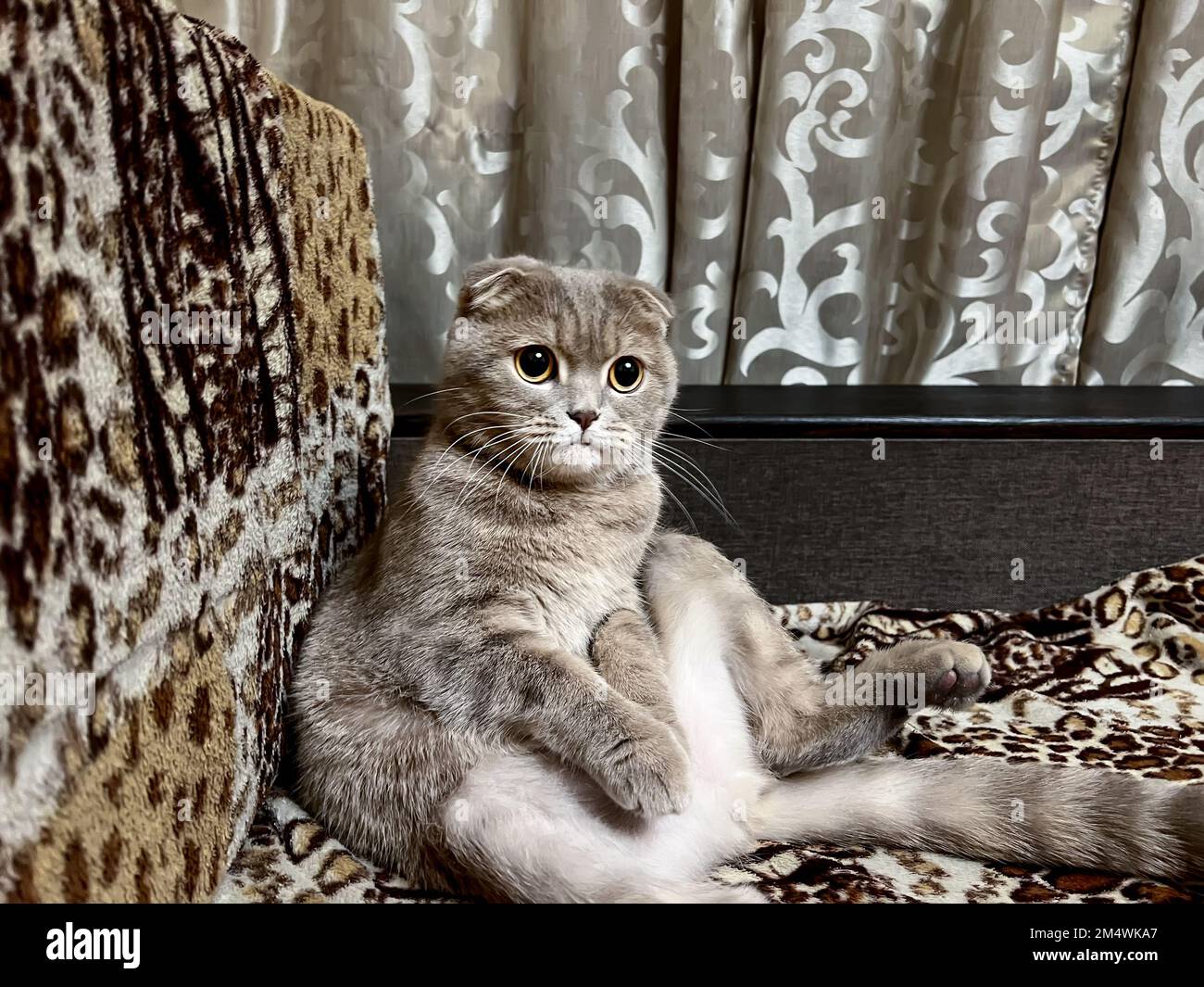 gray fluffy cat sprawled on the sofa and looks with amazing eyes Stock ...