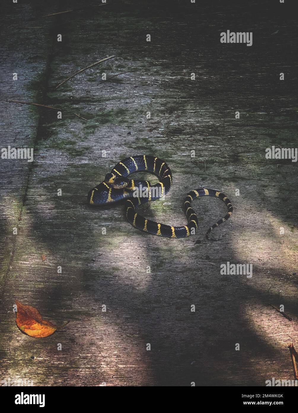 A vertical shot of a snake Stock Photo - Alamy