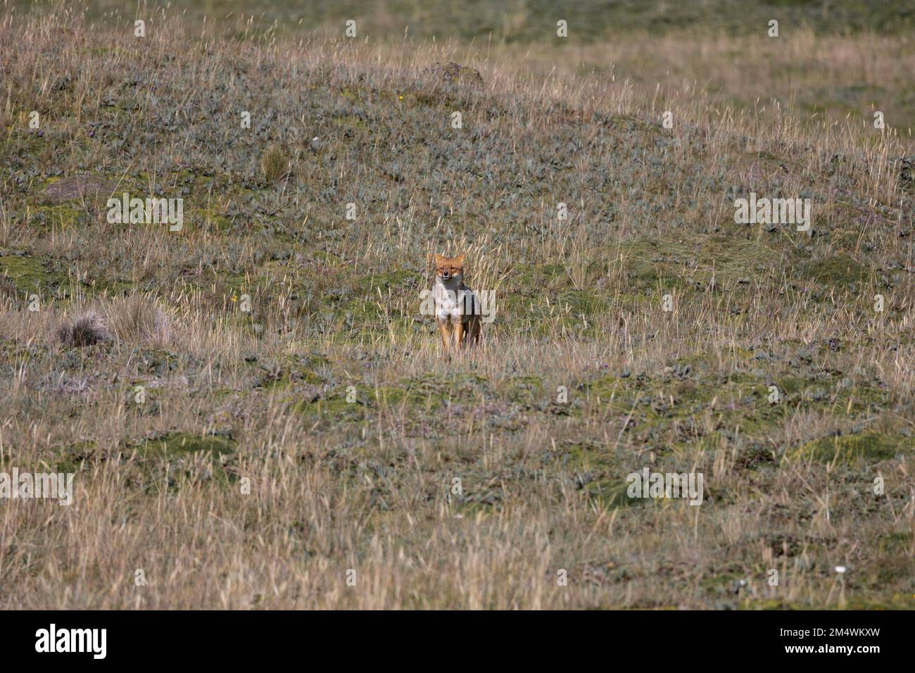 Andean wolf in the paramo of Ecuador Stock Photo - Alamy