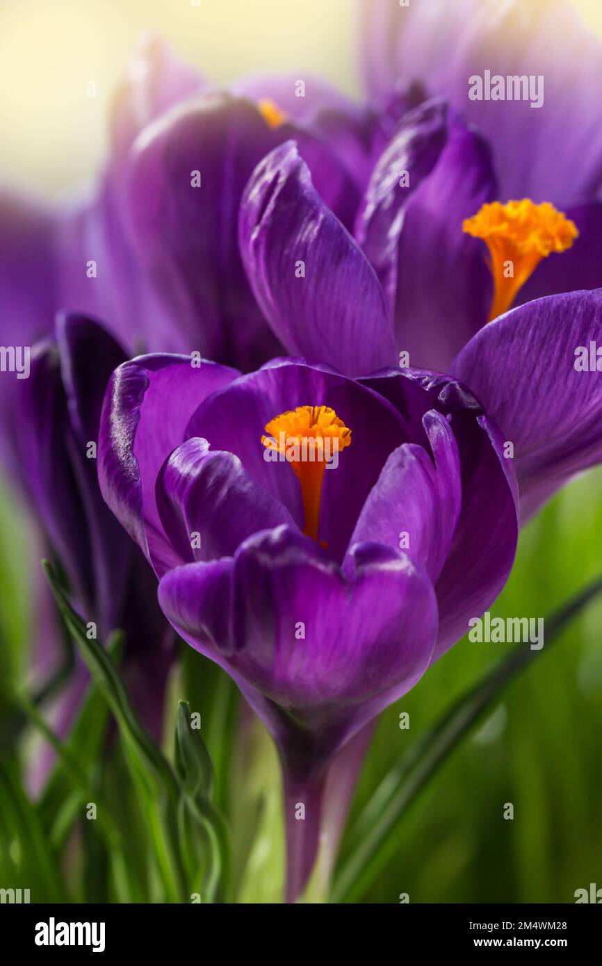 Selectiv focus. Spring crocus. Purple color in nature Stock Photo - Alamy