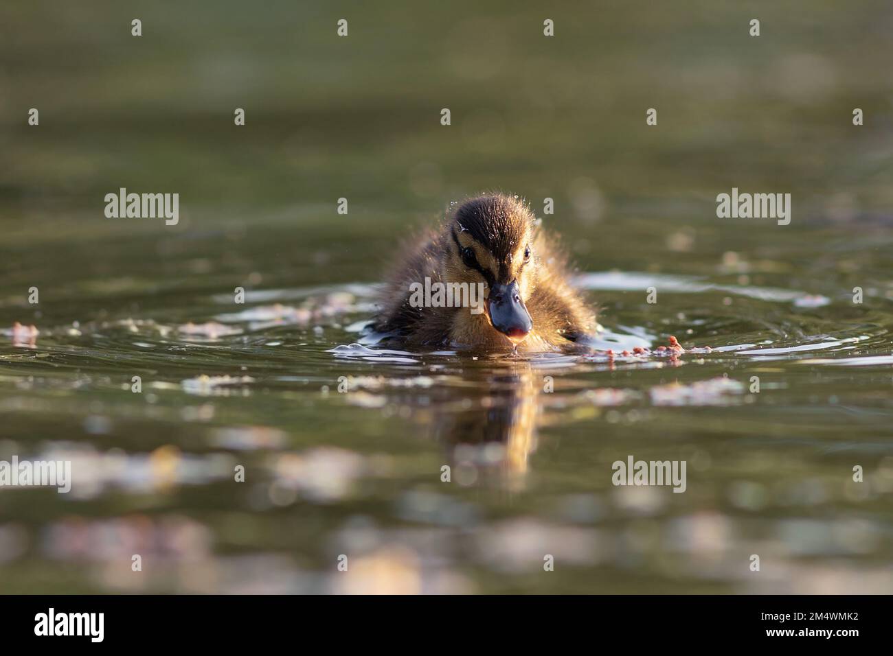 cute mallard duckling swimming on pond (Anas platyrhynchos Stock Photo ...