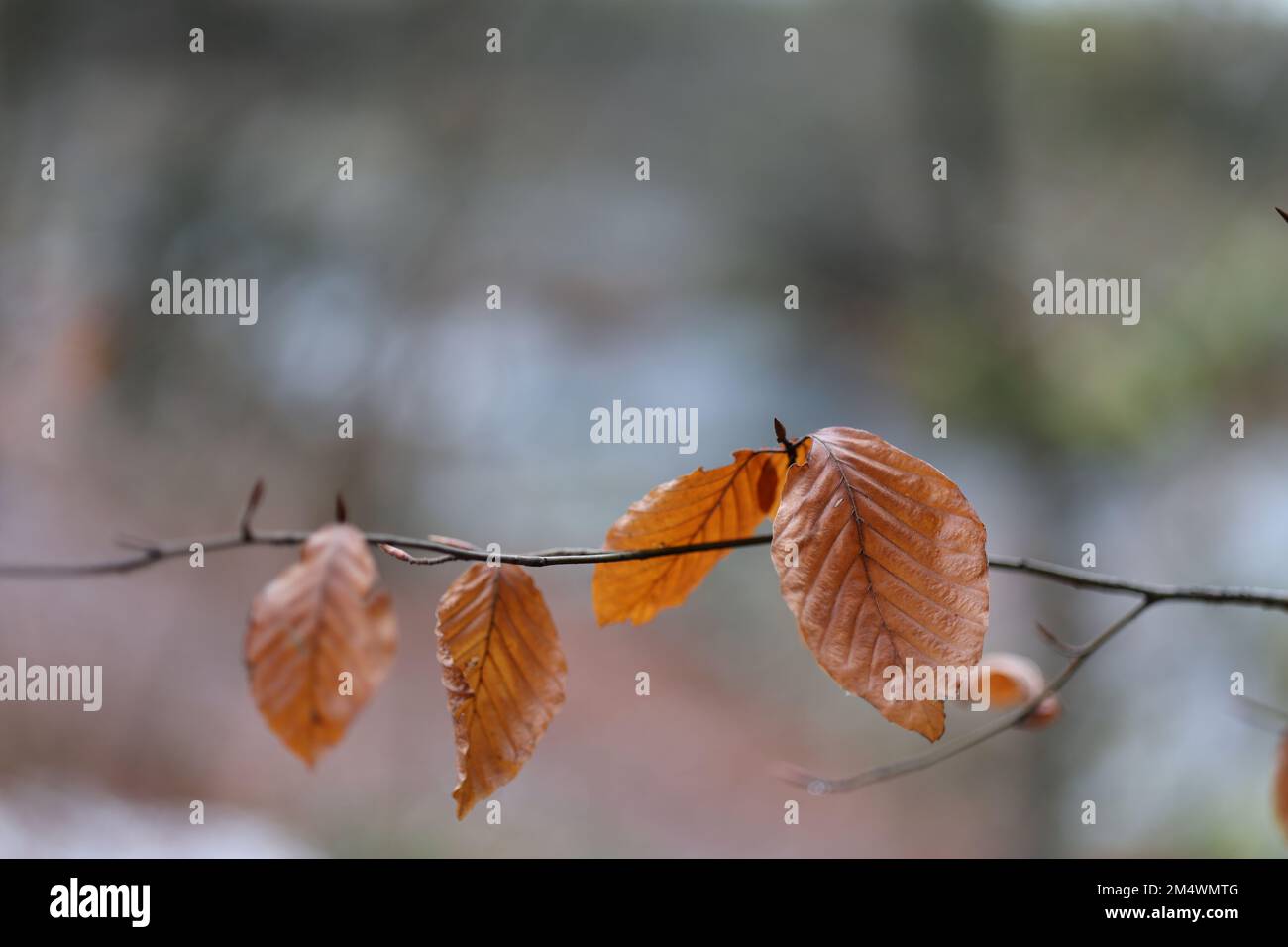 Try leaf hi-res stock photography and images - Alamy