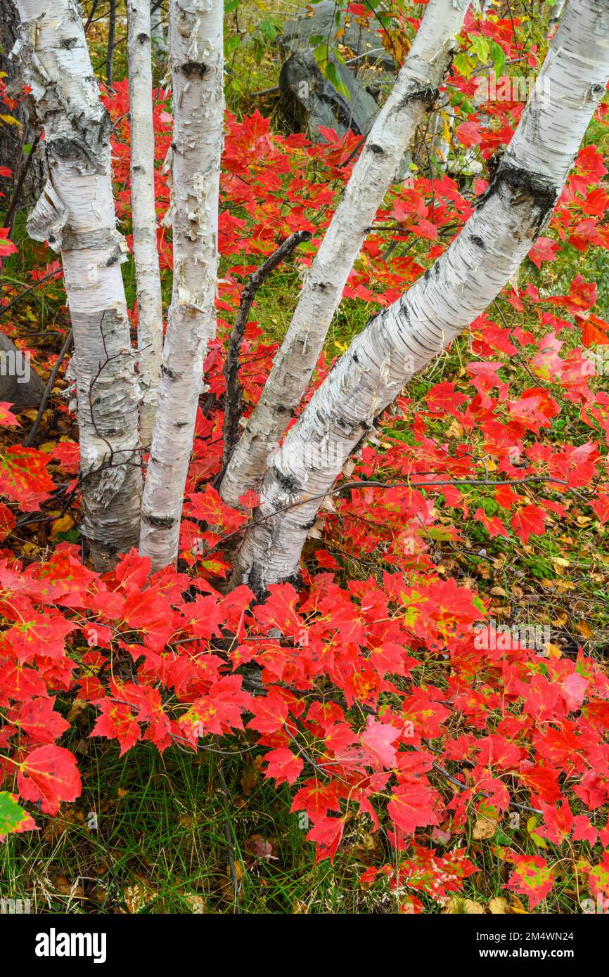 Autumn red maple with birch tree trunks, Greater Sudbury, Ontario ...