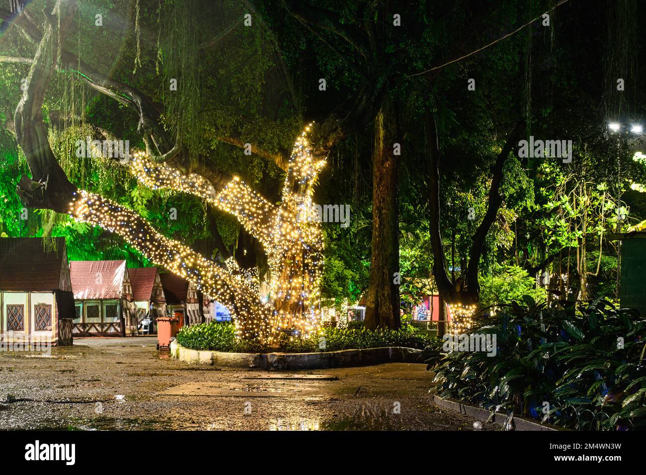 An old tree with the thick trunk covered in Christmas lights. Entance ...