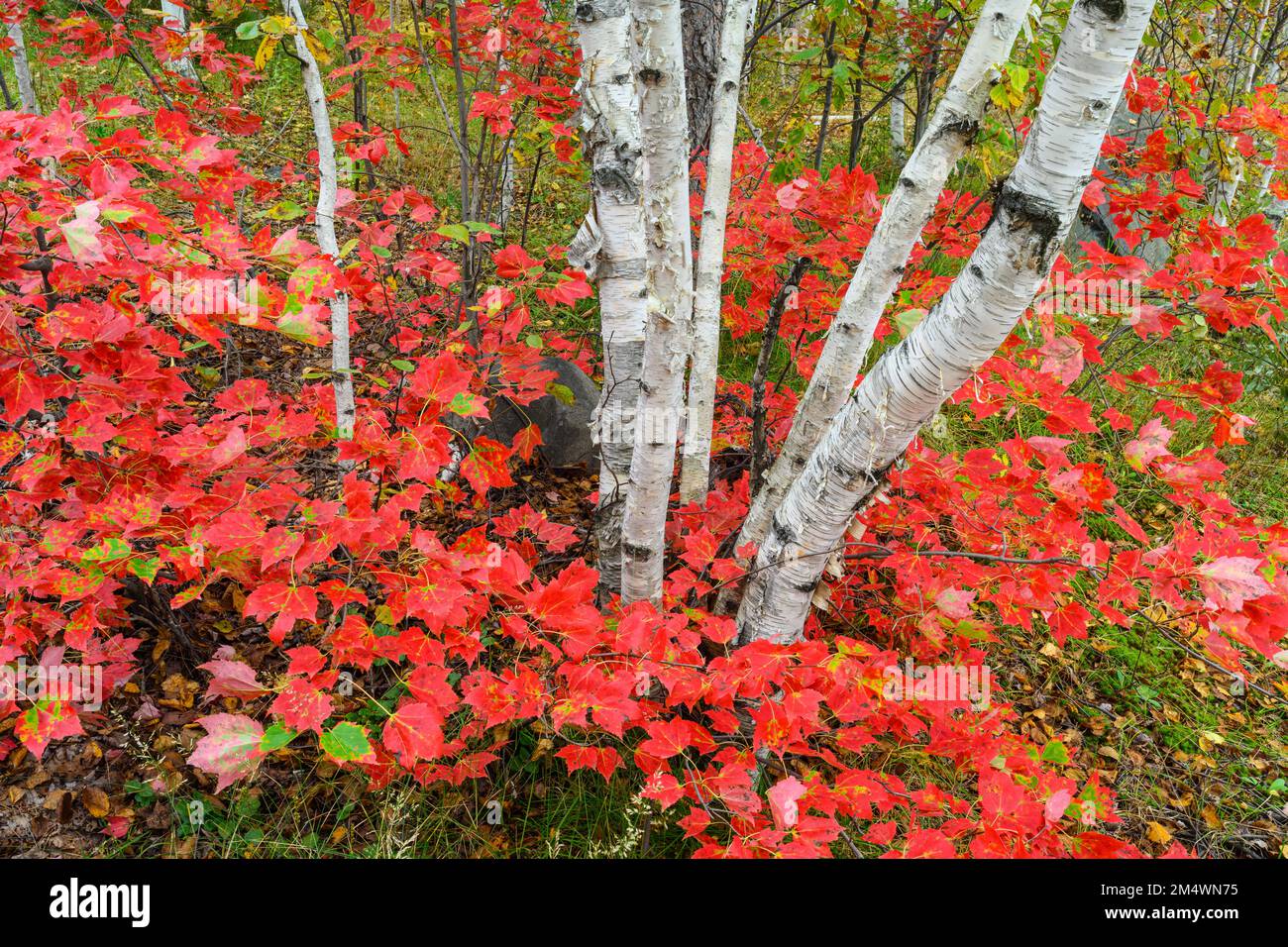 Autumn red maple with birch tree trunks, Greater Sudbury, Ontario ...