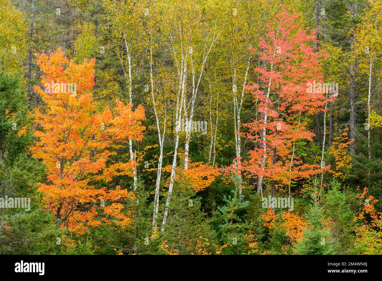 Autumn red maple with birch tree trunks, Greater Sudbury, Ontario ...