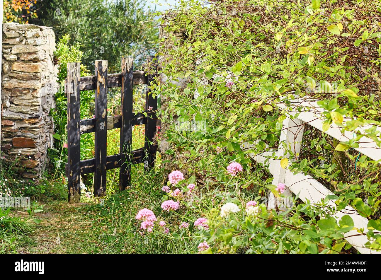 Intimate garden entrance with wild bushes and old fence Stock Photo - Alamy