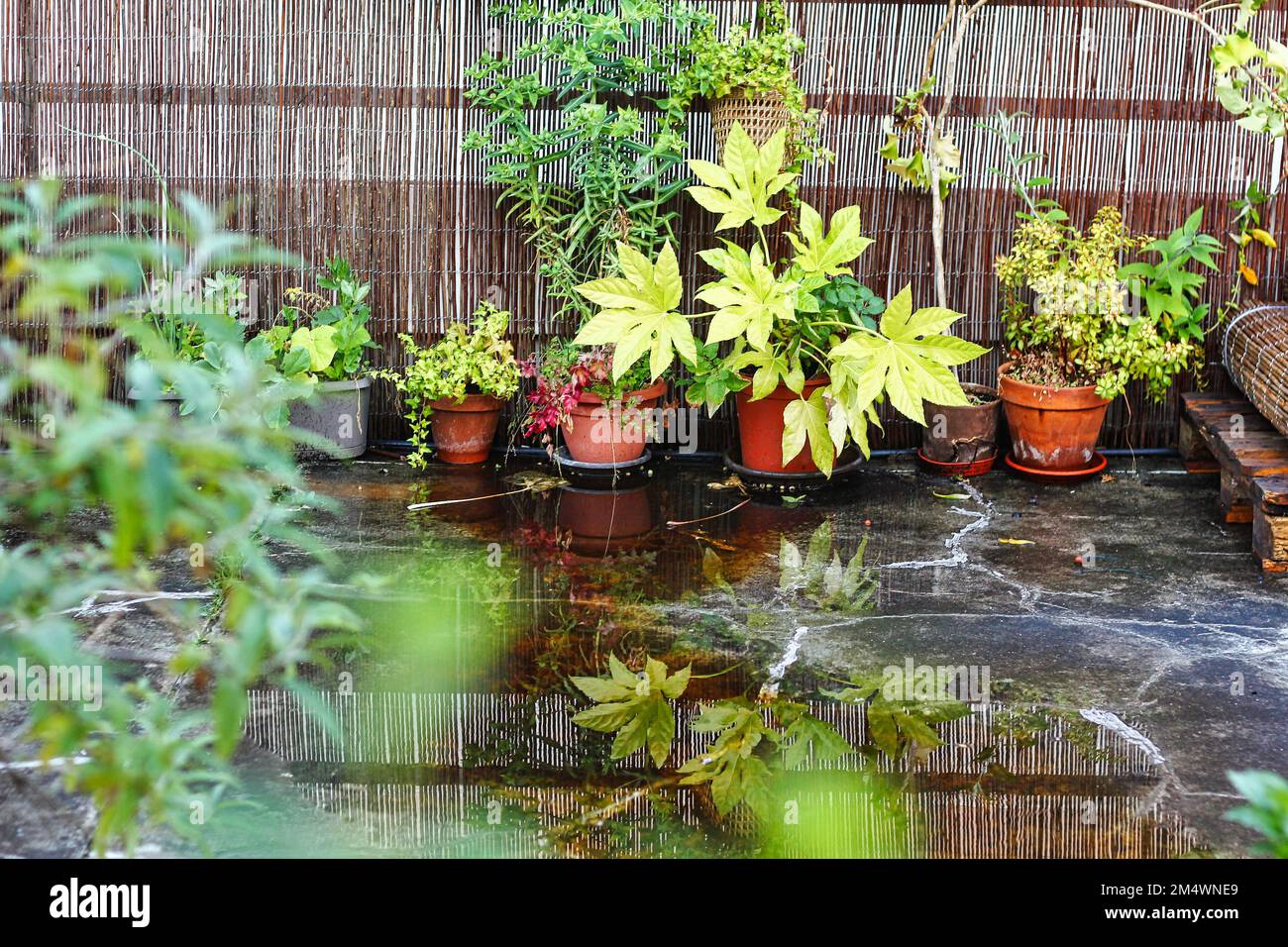 Rooftop Terrace with plants after a rainy day Stock Photo - Alamy
