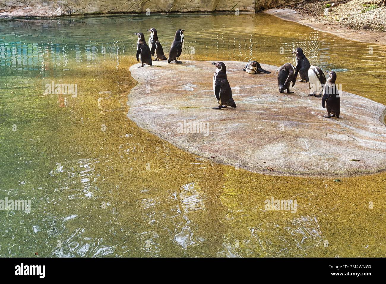 Penguins catching sun on the little "island" in the middle of the pond ...