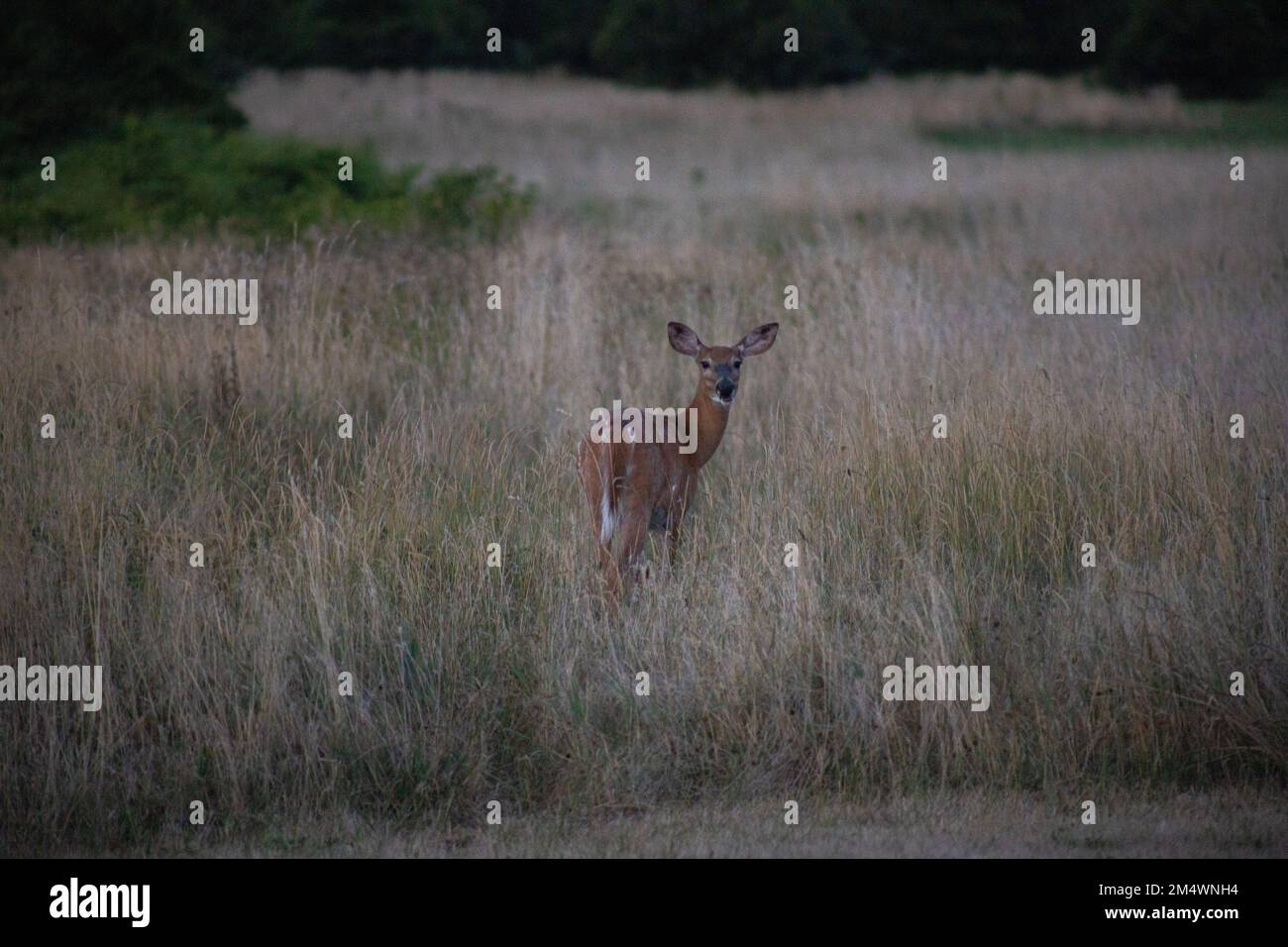 A White-tailed deer looking back at the camera from the hay field in ...