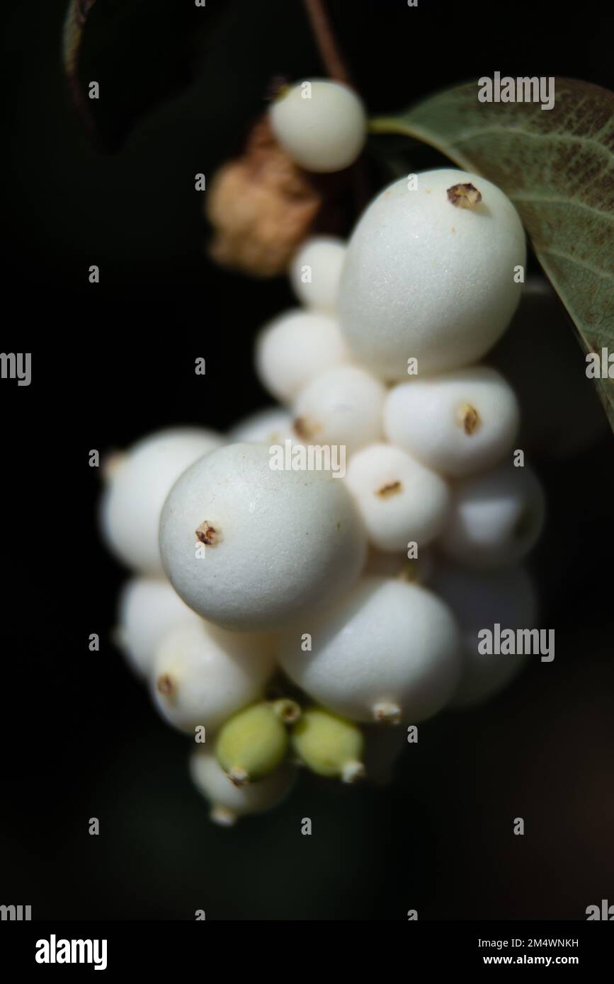 Small round fruits hi-res stock photography and images - Alamy