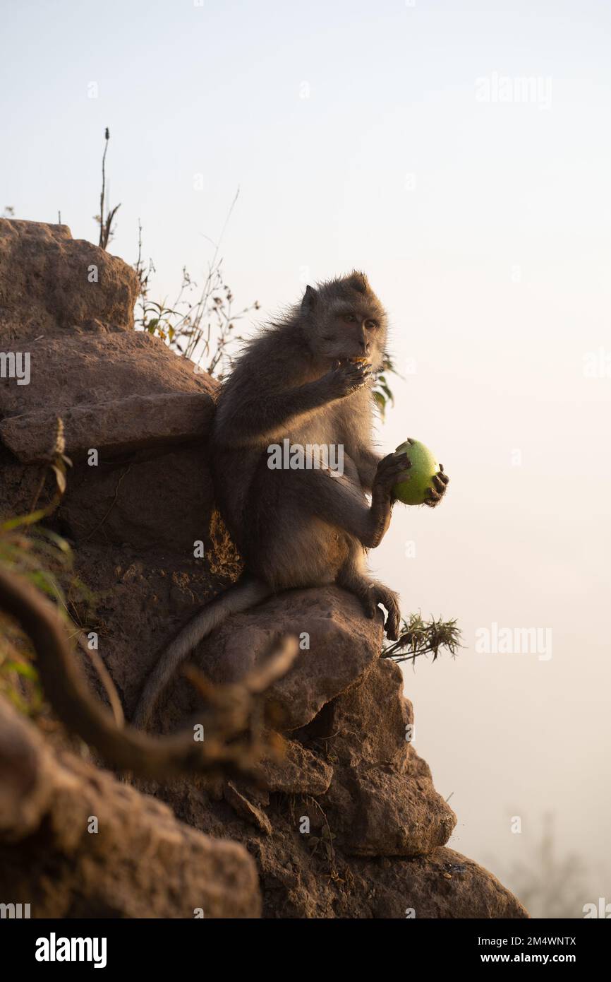 Monkey volcano mount batur bali hi-res stock photography and images - Alamy