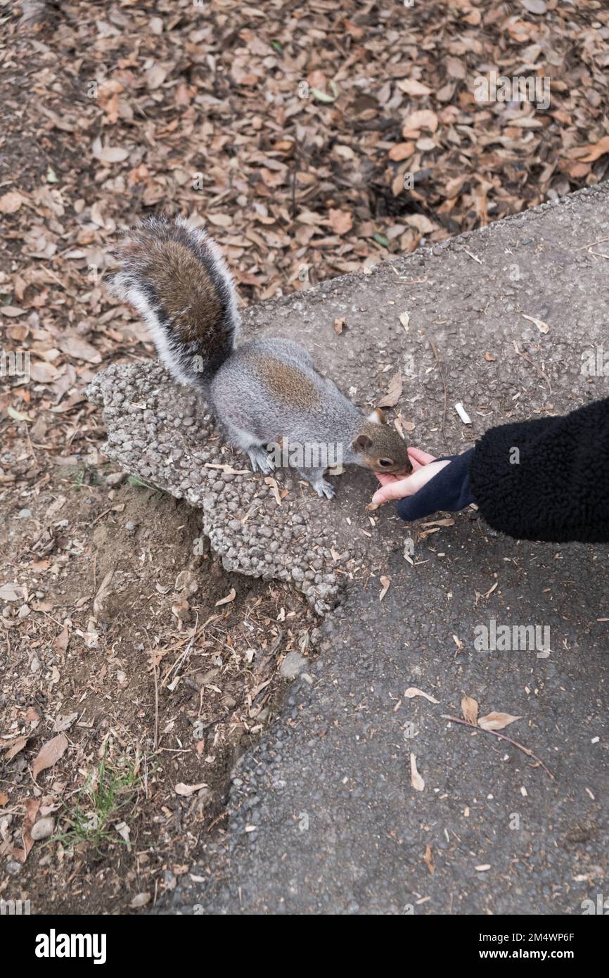 A vertical of a cute little squirrel eating from a hand of a human ...