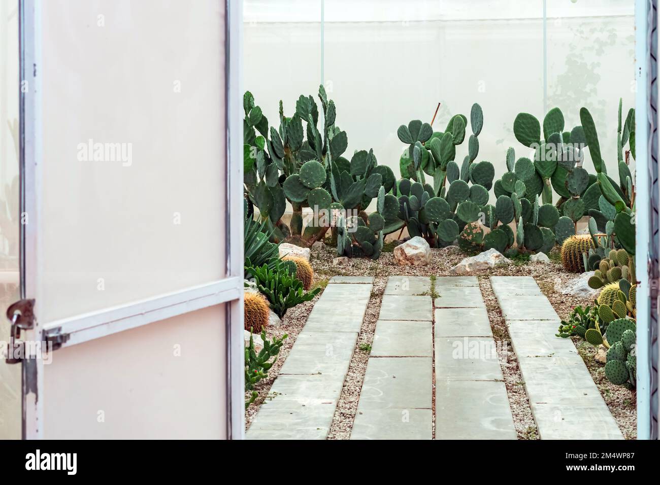 Many cactus plants at cactus farm house.Cultivation of beautiful cactus ...