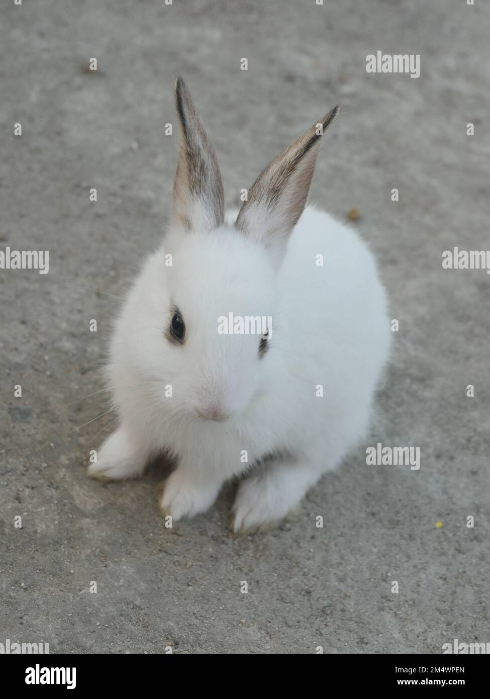 Lovely white rabbit with long ears Stock Photo - Alamy