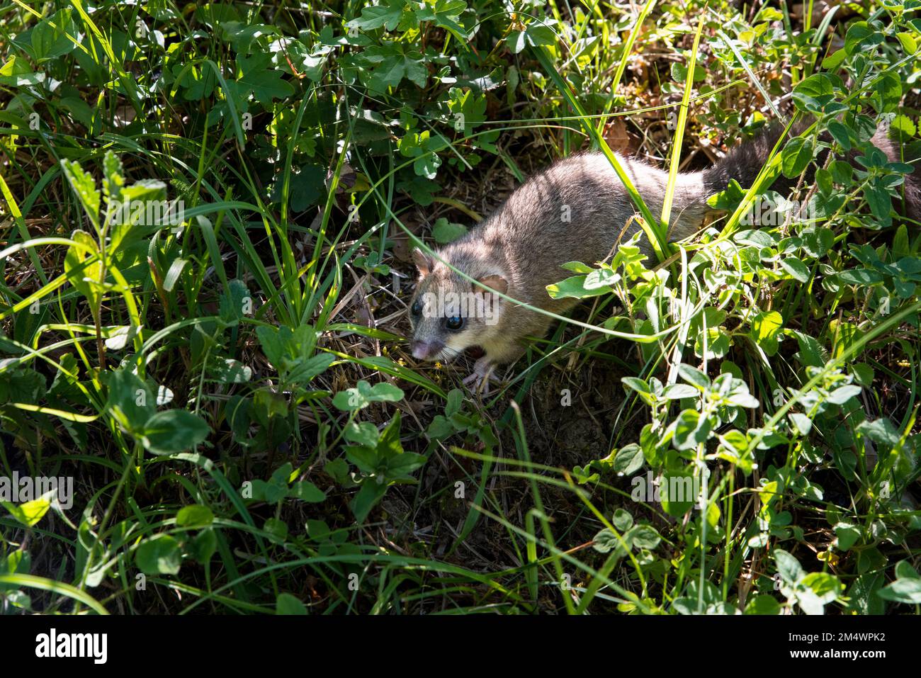 Mouse dormouse forest hi-res stock photography and images - Alamy