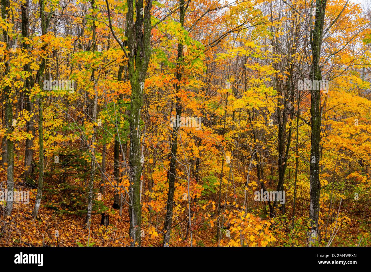 Canadian diversity hi-res stock photography and images - Alamy