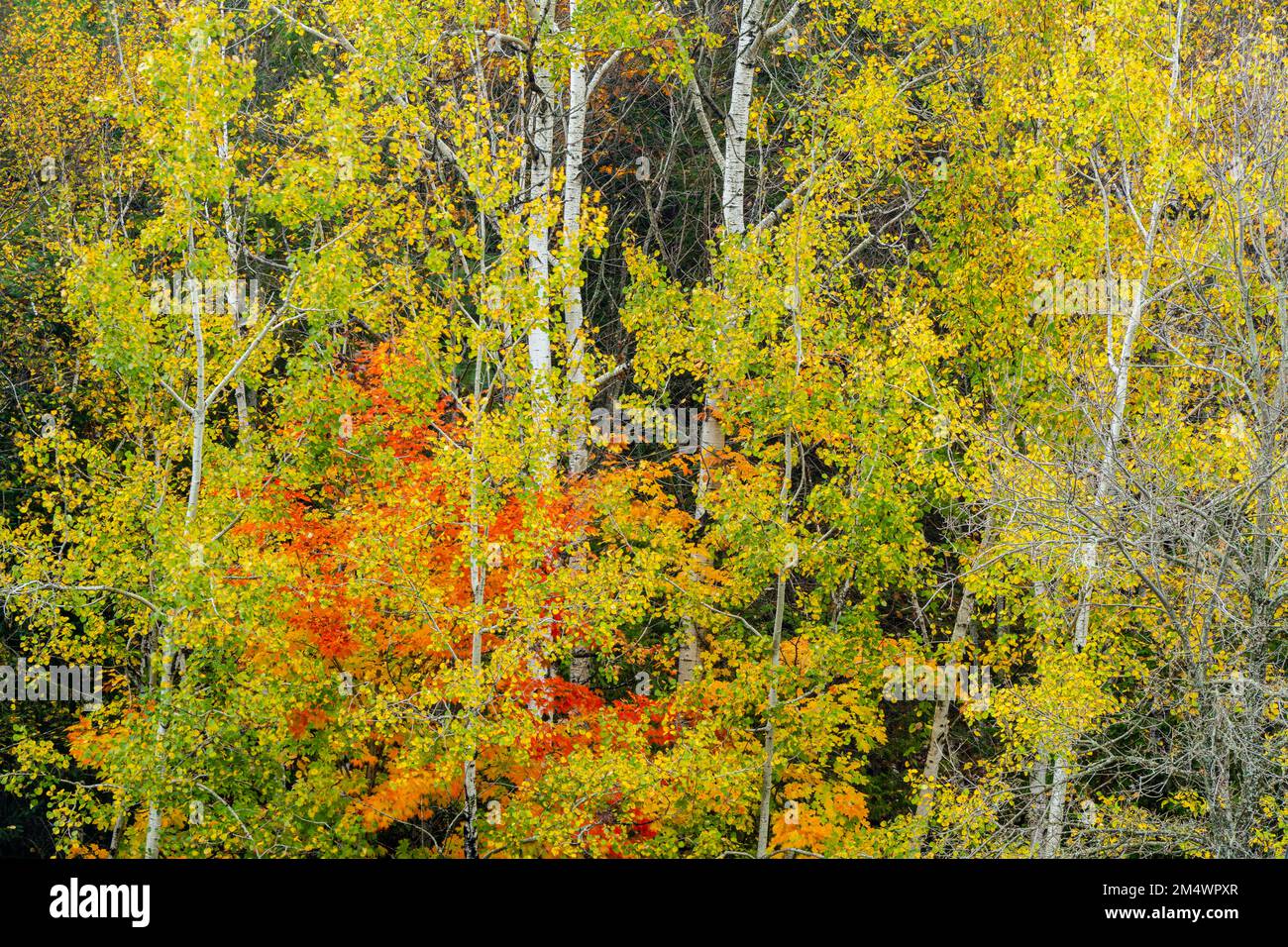 Autumn forest, Batchawana Bay, Ontario, Canada Stock Photo - Alamy