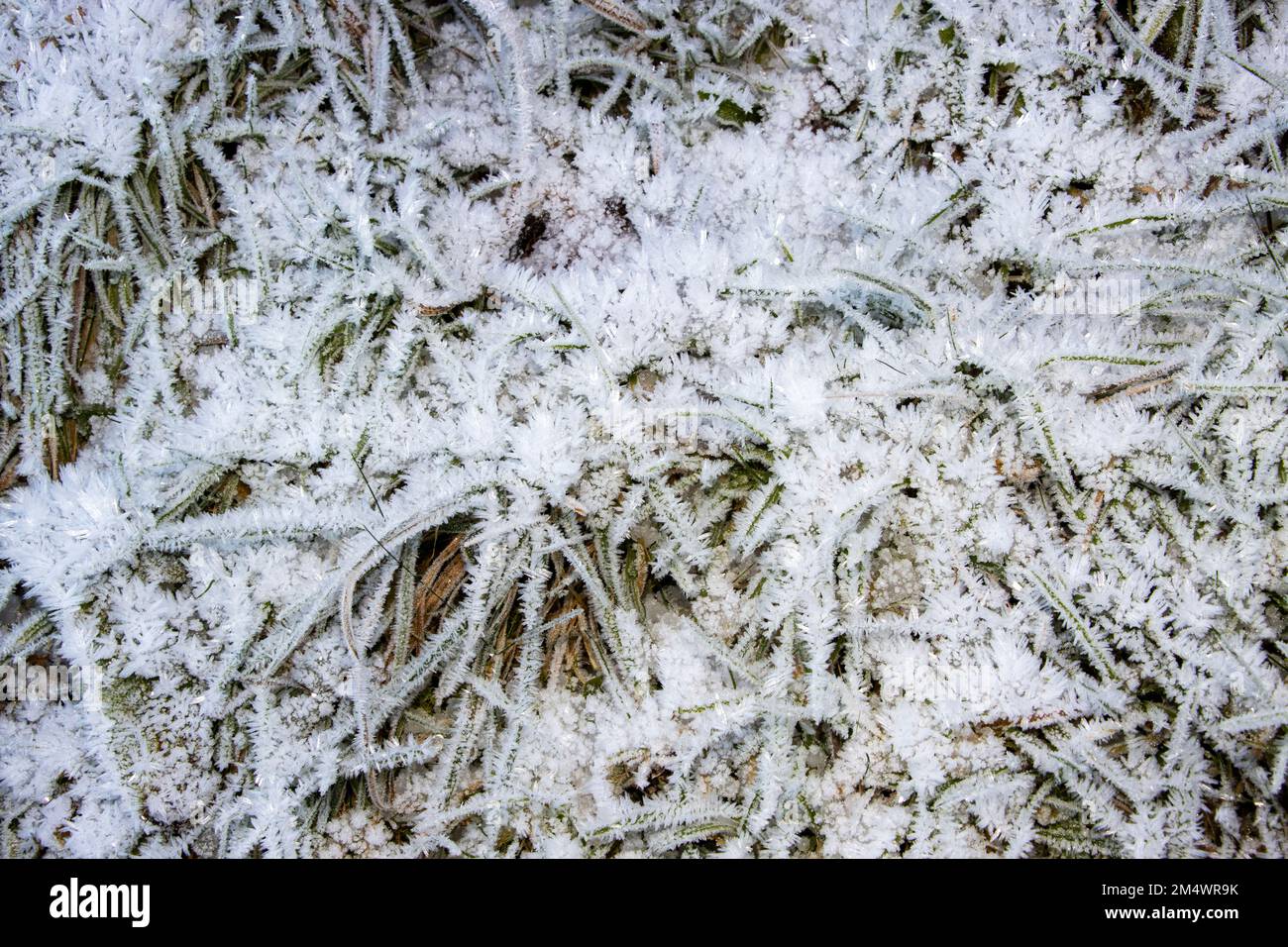 Crystals of ice form on the grass after a night of extreme cold. Hoar ...