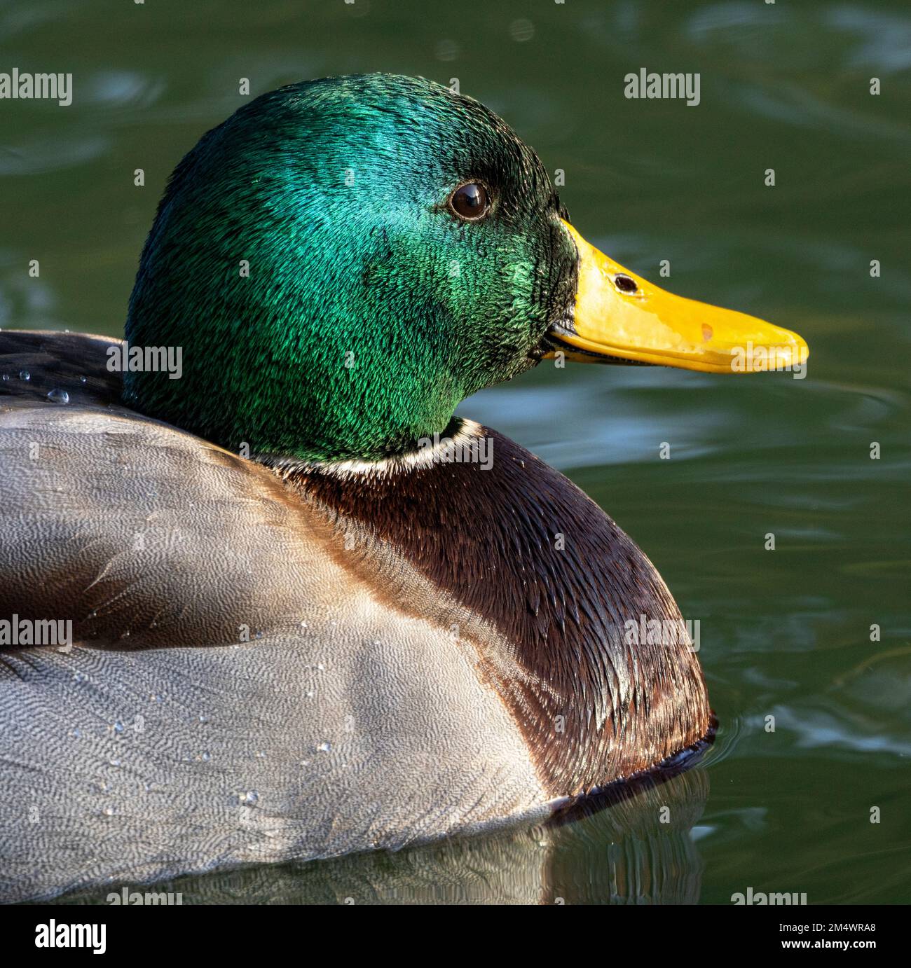 The male mallard, or drake, has a glowing iridescent sheen of green to ...