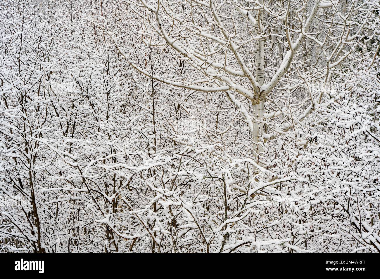 Woodland landscape image hi-res stock photography and images - Alamy