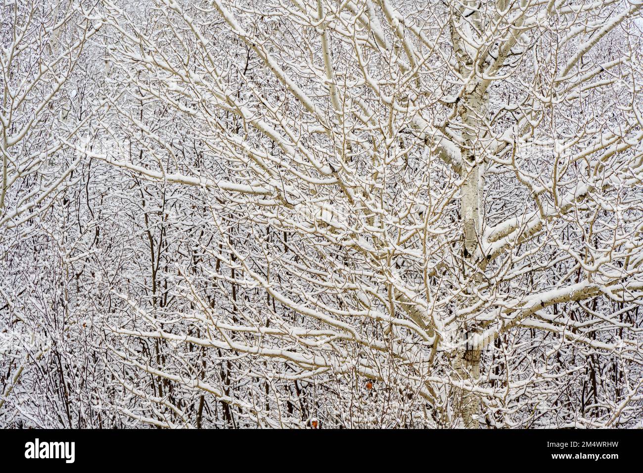 Woodland landscape image hi-res stock photography and images - Alamy