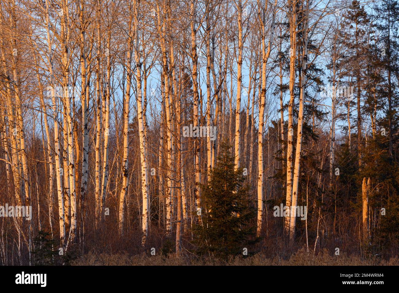 Aspen trees, a beaver pond at freeze-up, Greater Sudbury, Ontario ...