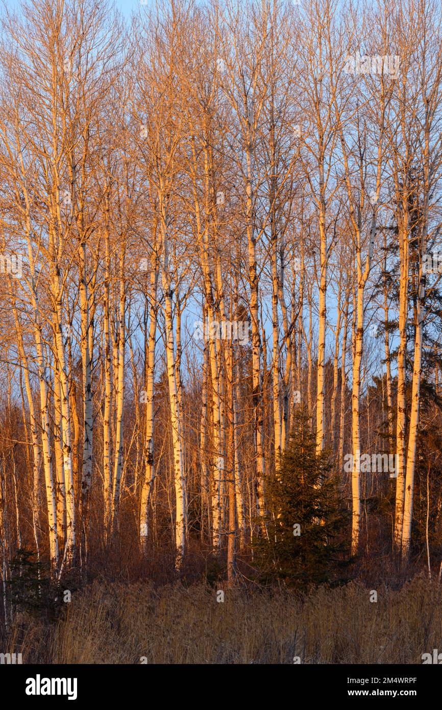 Aspen trees, a beaver pond at freeze-up, Greater Sudbury, Ontario ...