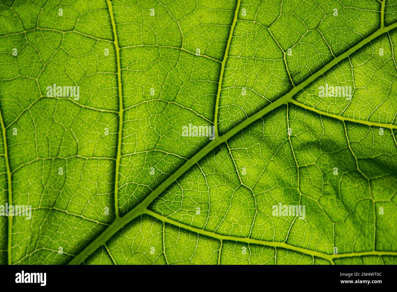 Green leaf vein close up Stock Photo - Alamy