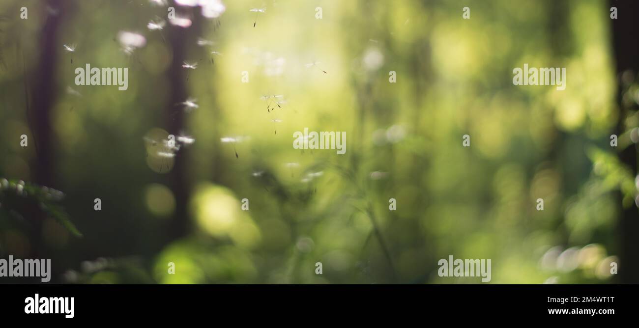 Dandelion clock dispersing seed. Selected focus and blur background ...
