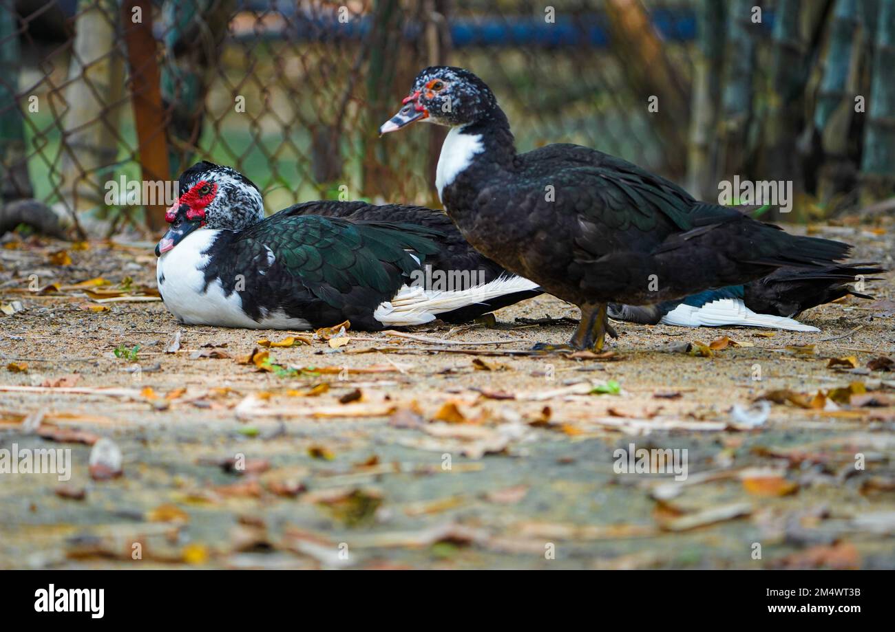 Two Domestic muscovy ducks,One muscovy duck is standing and another ...