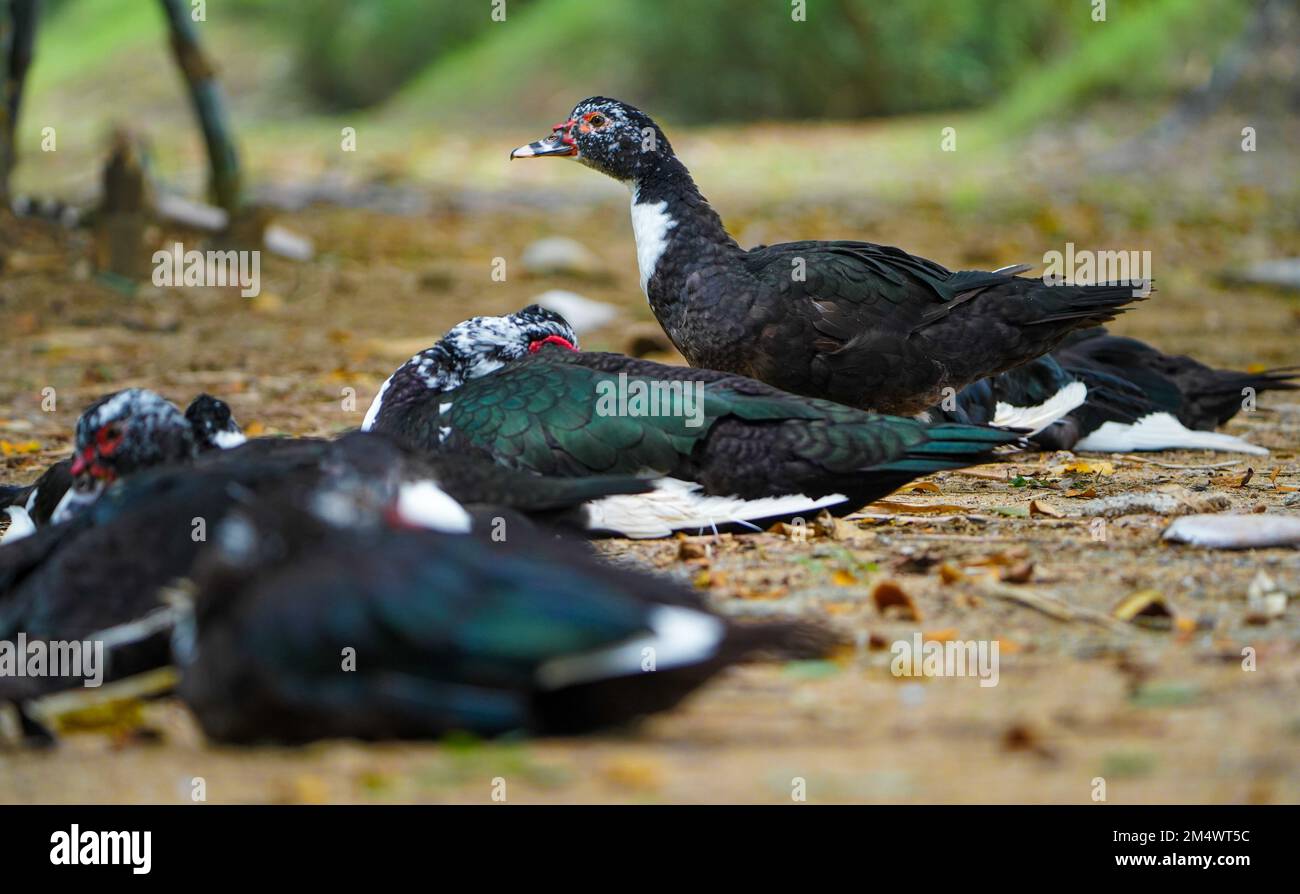 Domestic muscovy ducks are sitting in group and focusing one standing ...