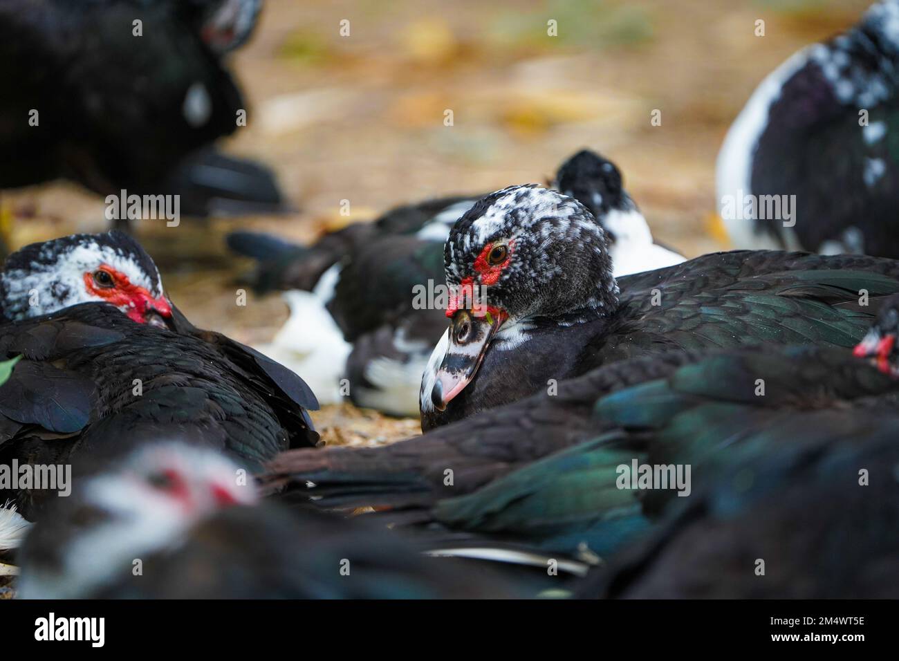 Domestic muscovy ducks are sitting in group and one duck in center is ...