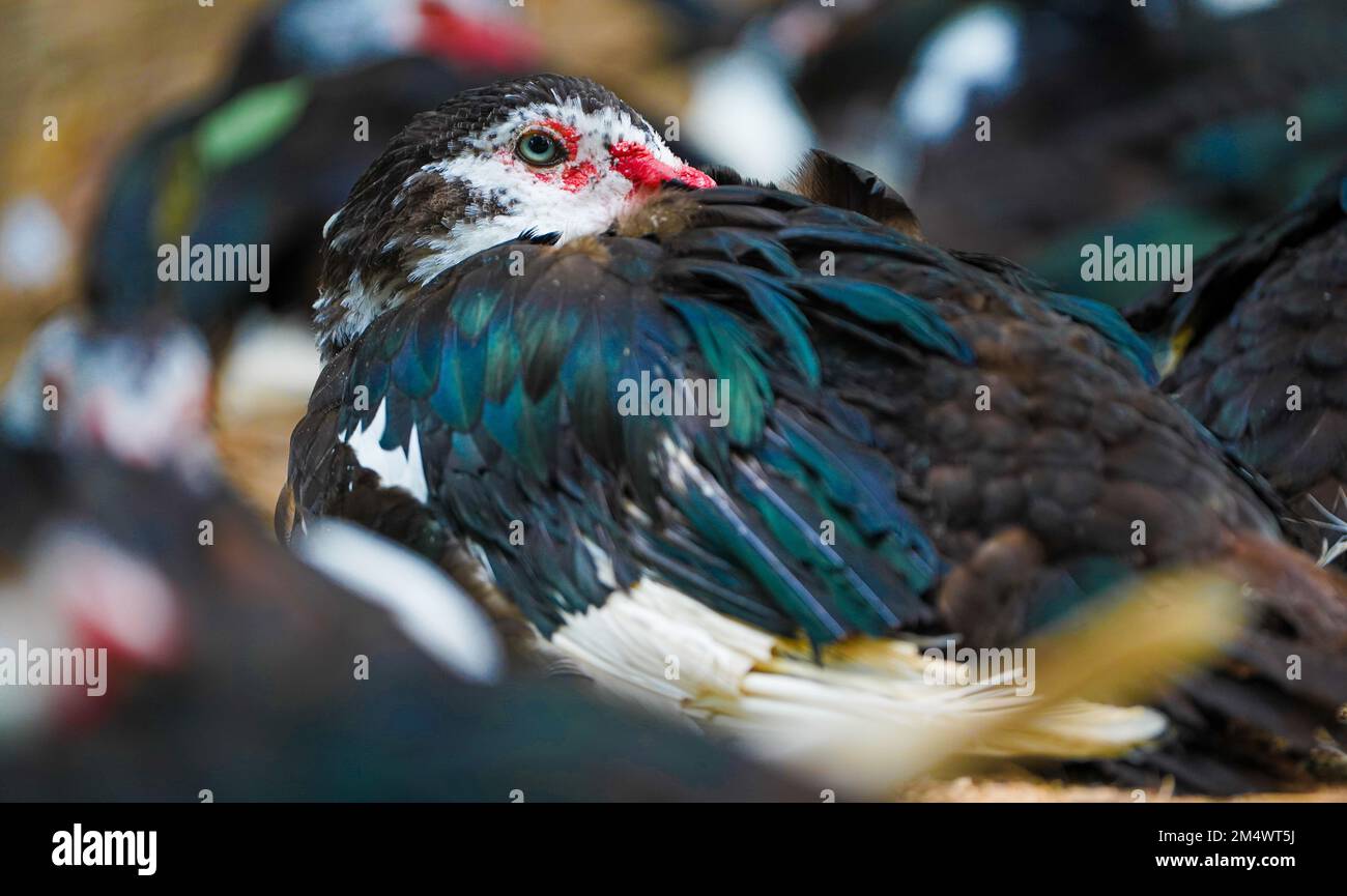Domestic muscovy ducks are sitting in group and one duck in center is ...