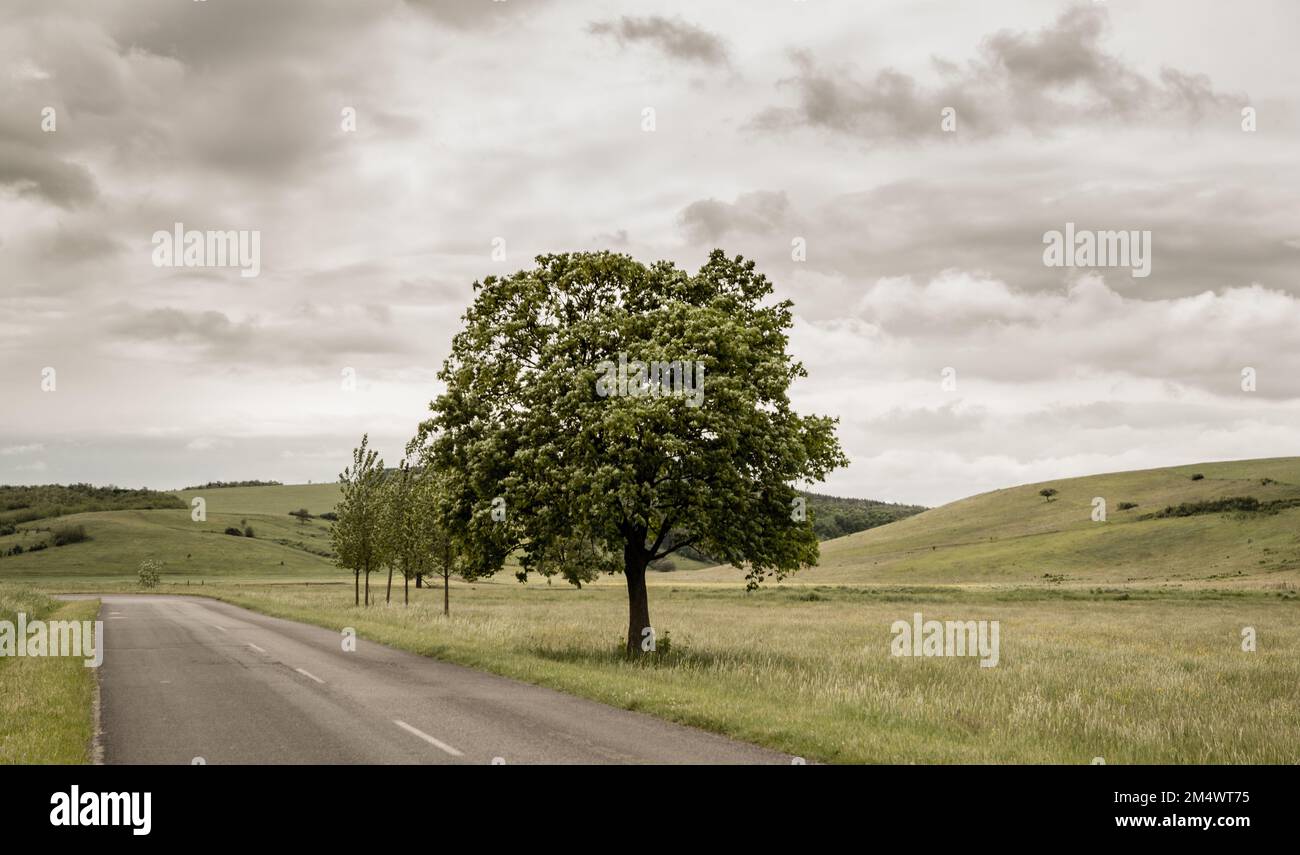 Tree on the side of the road hi-res stock photography and images - Alamy