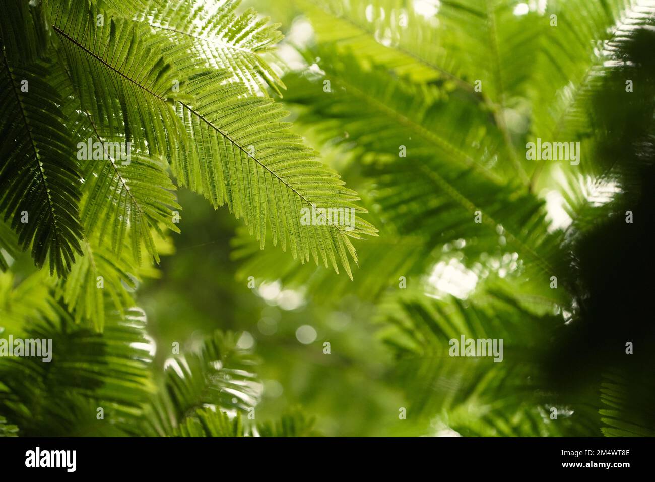 Leaf with bokeh background hi-res stock photography and images - Alamy