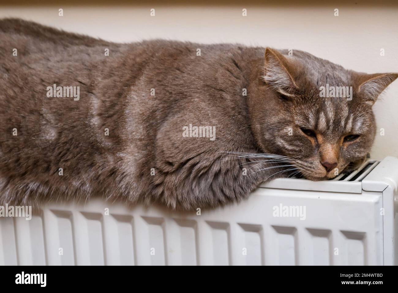 Grey cat warming on radiator Stock Photo - Alamy
