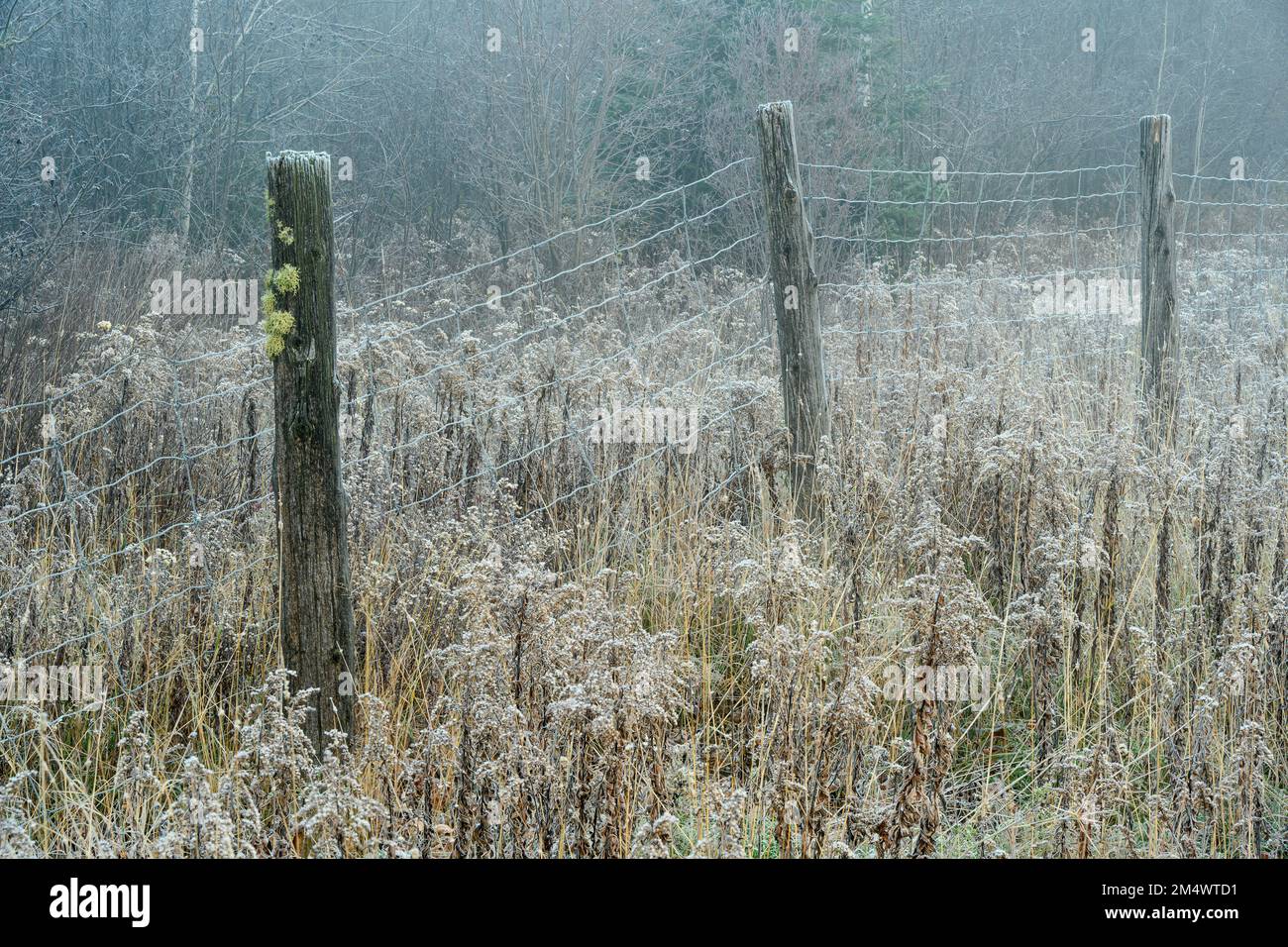 Frosted fence line hi-res stock photography and images - Alamy
