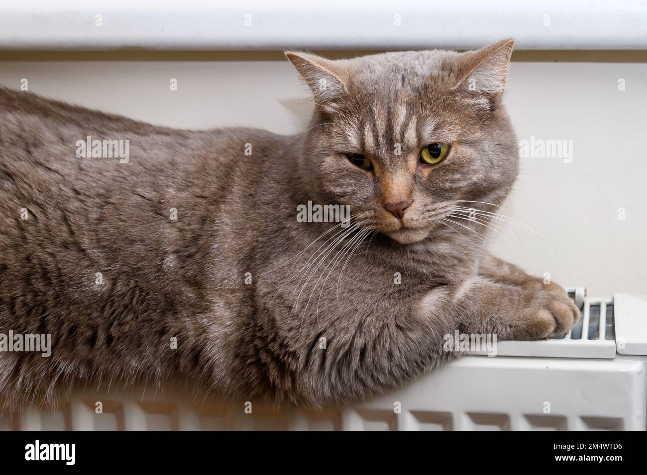 Cat warming hi-res stock photography and images - Alamy