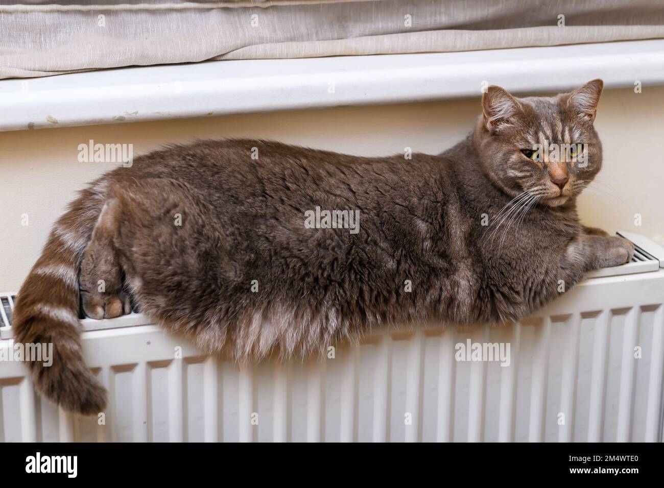 Grey cat warming on radiator Stock Photo - Alamy