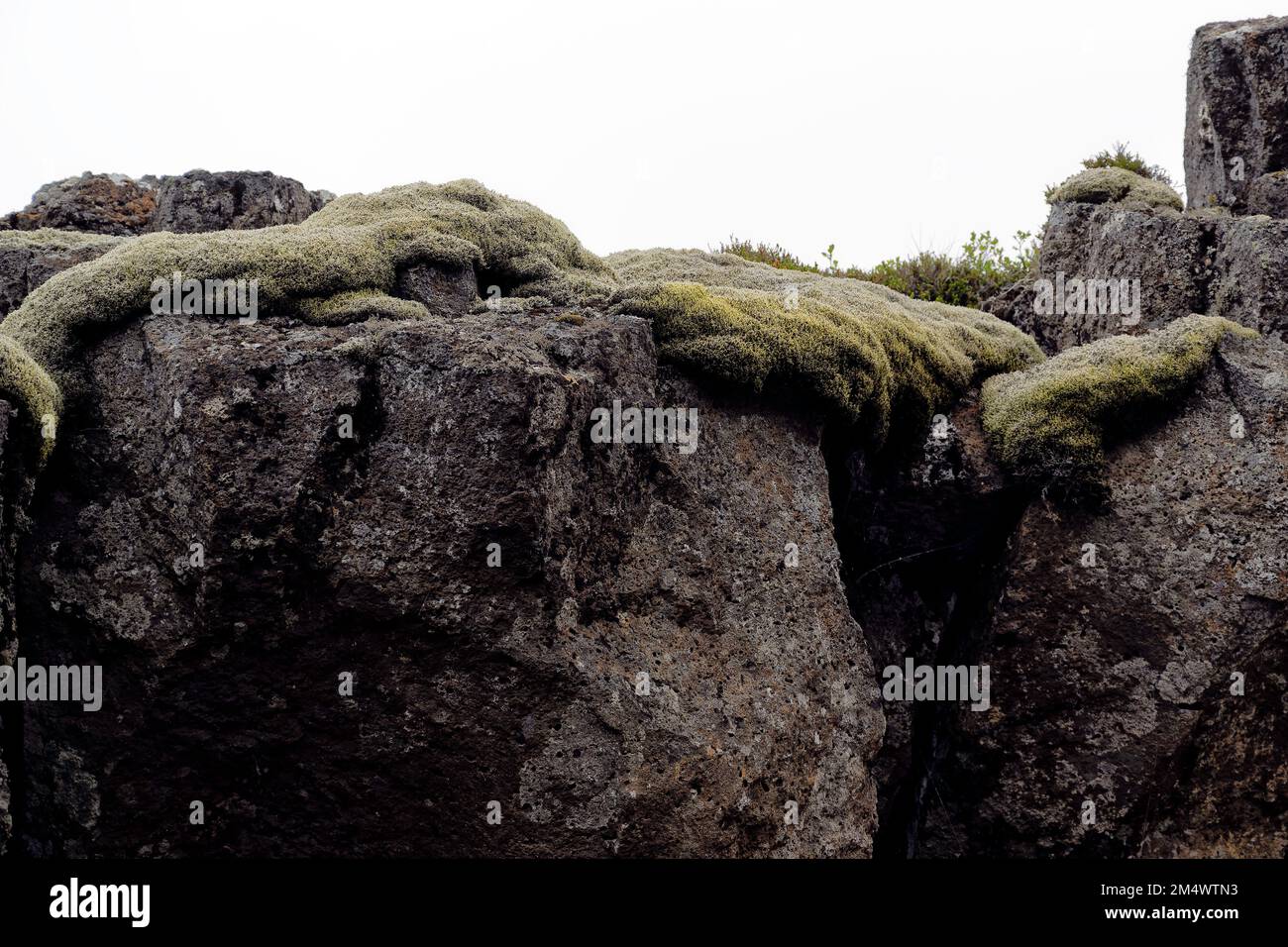 Icelandic natural lichen moss hi-res stock photography and images - Alamy