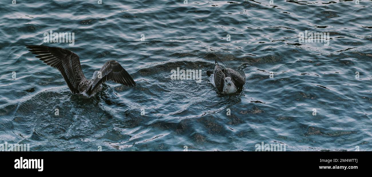 Fishing eating birds hi-res stock photography and images - Alamy