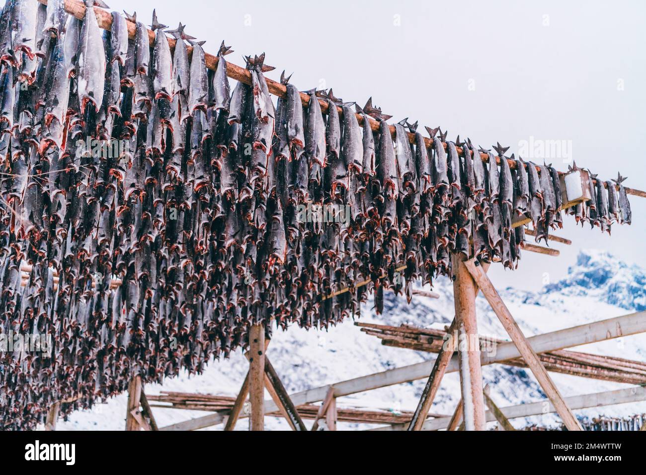 Air drying of salmon on a wooden structure in the Scandinavian winter ...