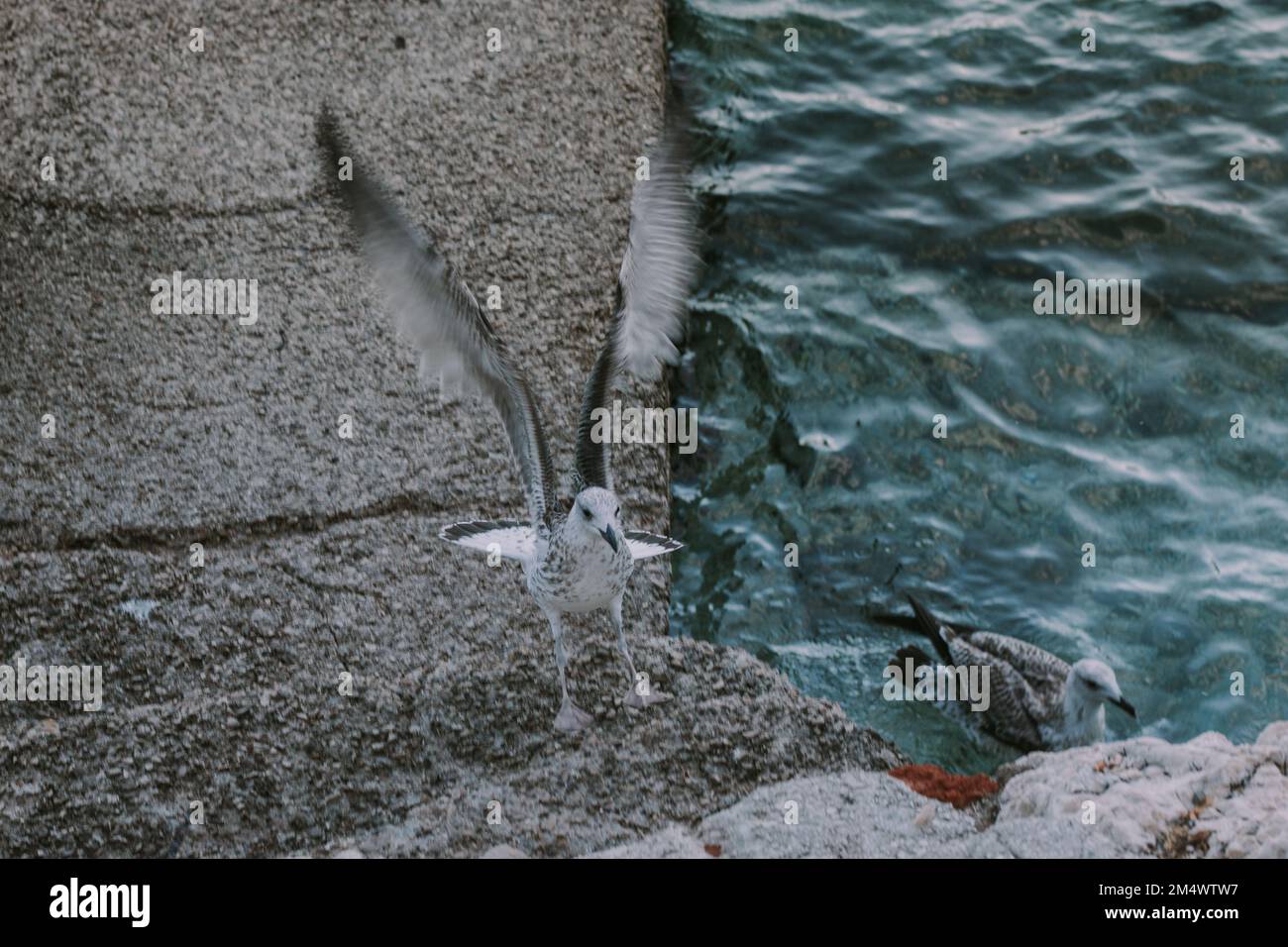 Birds on the sea eating some fish Stock Photo - Alamy
