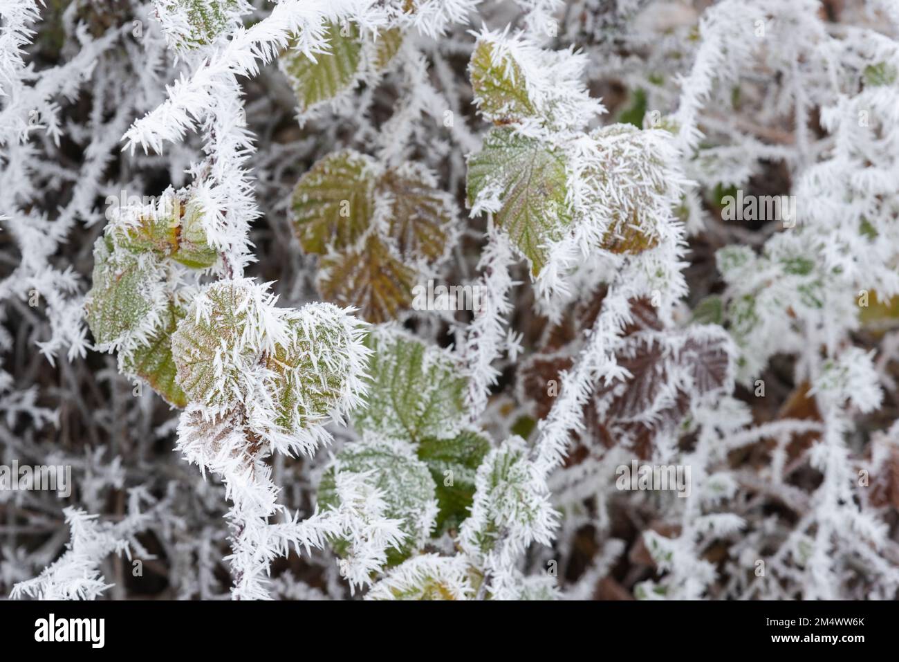 Frosted bramble hi-res stock photography and images - Alamy