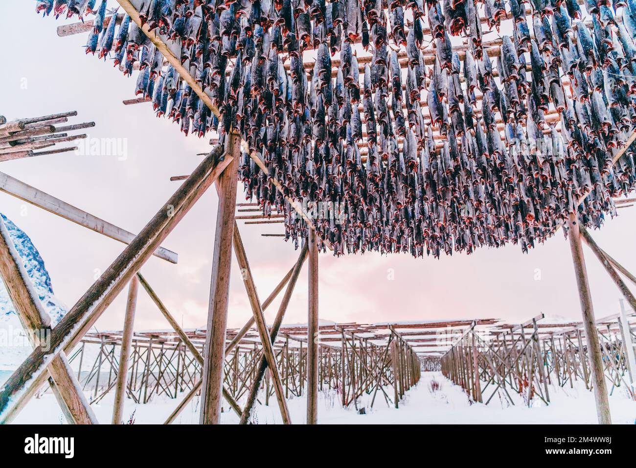 Air drying of salmon on a wooden structure in the Scandinavian winter ...